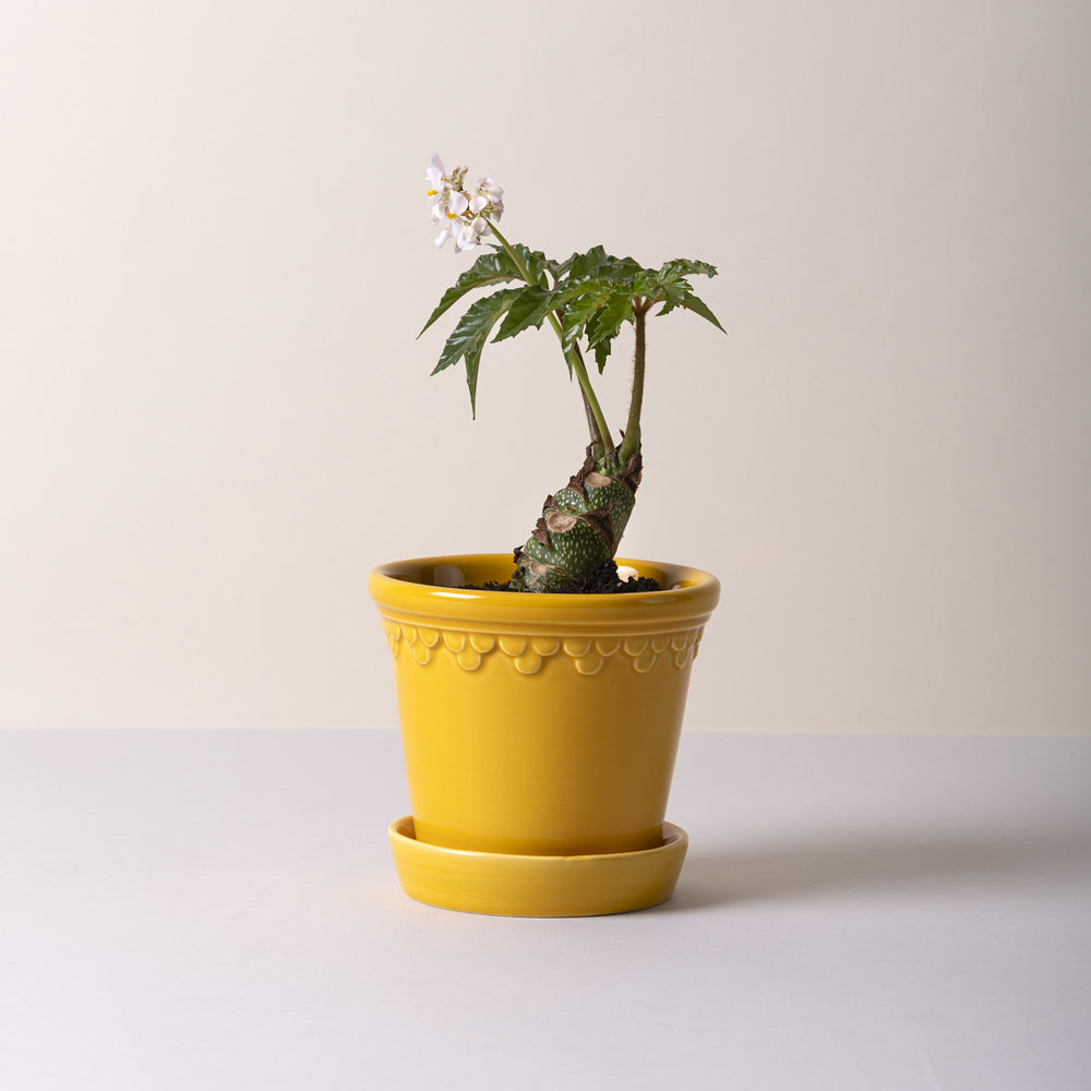 New Arrivals | Cotton & Crete