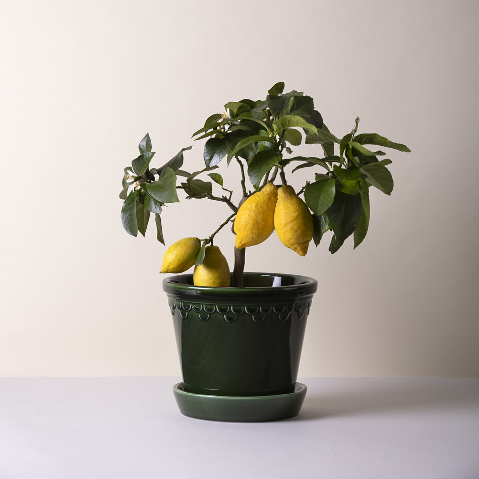 New Arrivals | Cotton & Crete