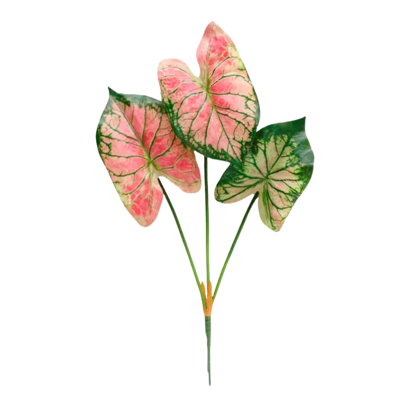 18" Watermelon Caladium Stem – Cotton & Crete
