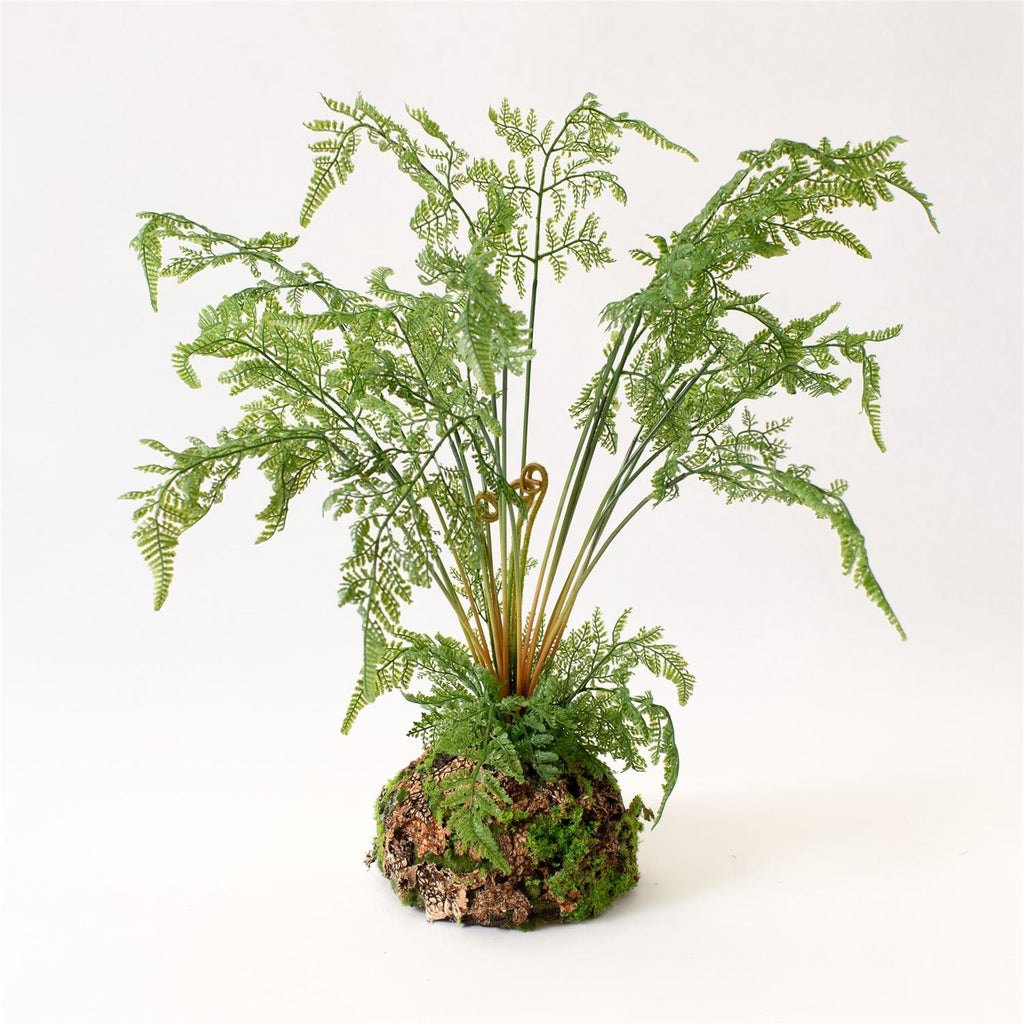 Cinnamon Fern on Moss Base – Cotton & Crete