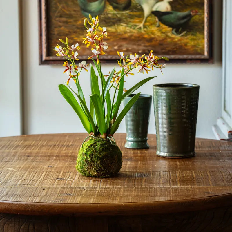 Mini Vanda Orchid in Moss Ball Large Golden Amethyst - More Coming Soo ...